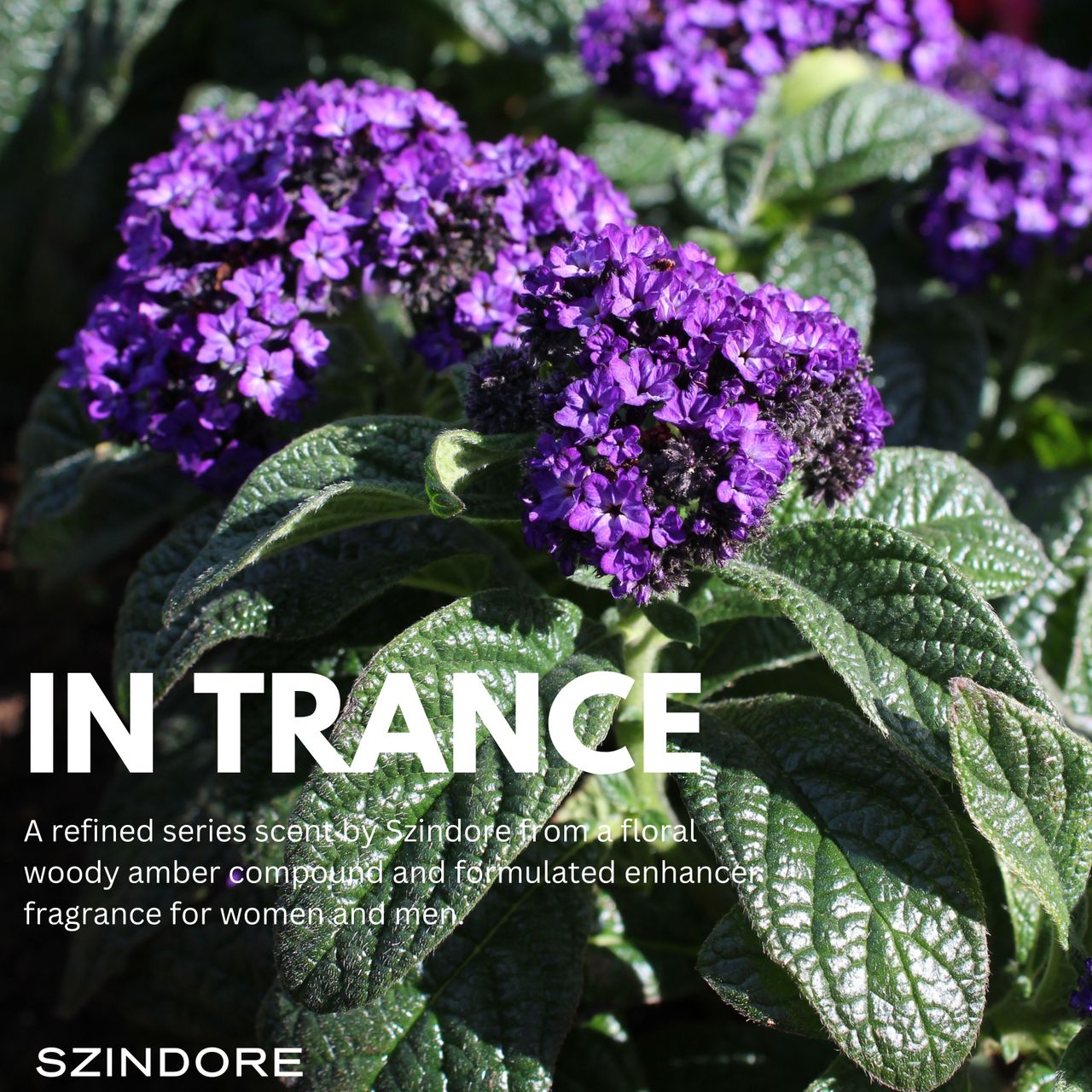 IN TRANCE (REFINED SERIES OF INITIO PSYCHEDELIC LOVE) – Szindore